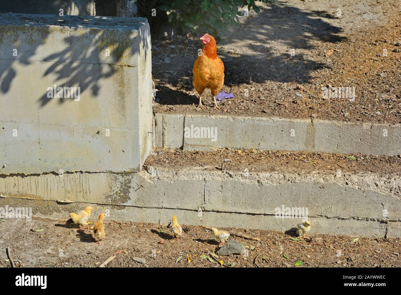 Greece, hen with chicks Stock Photo - Alamy