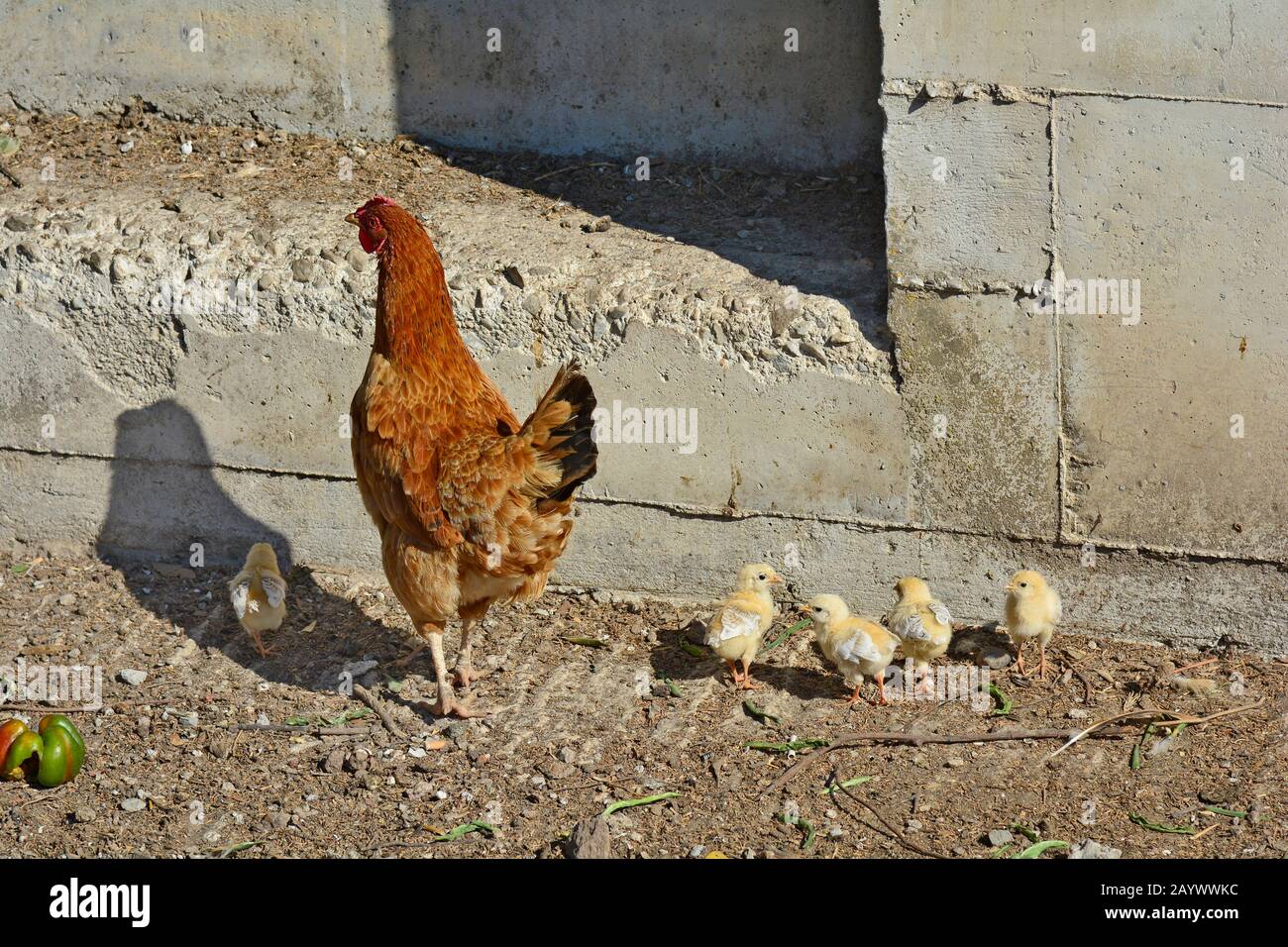 Greece, hen with chicks Stock Photo - Alamy
