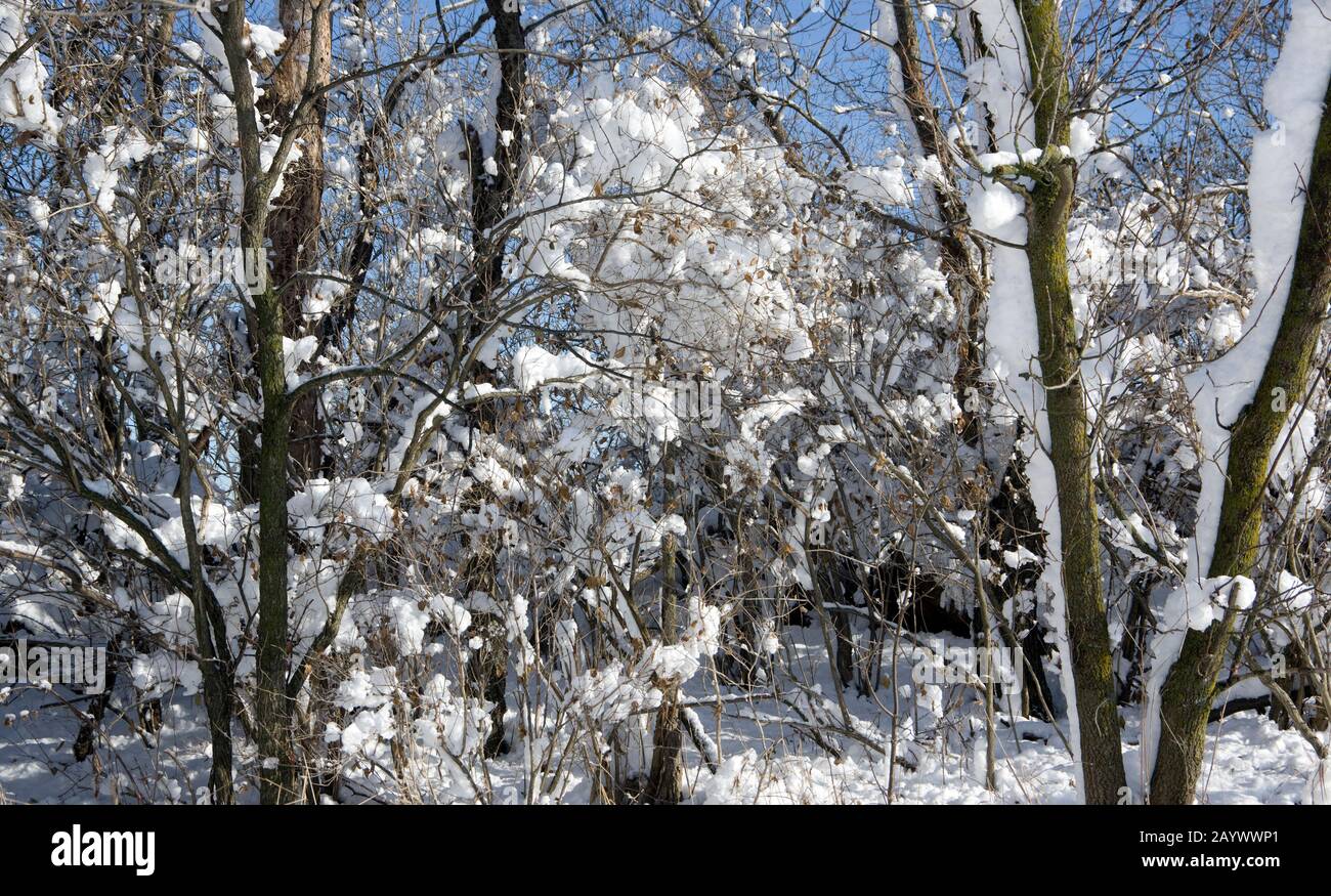 Heavy snow clinging to tree trunks and branches in forest Stock Photo ...