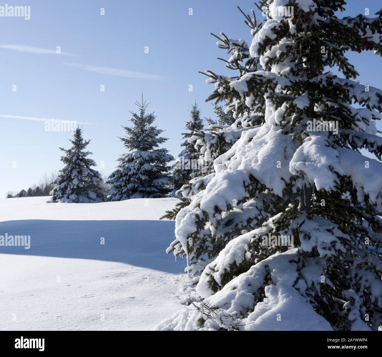 Spruce trees, Picea, covered in heavy snow, sunny day following snow ...