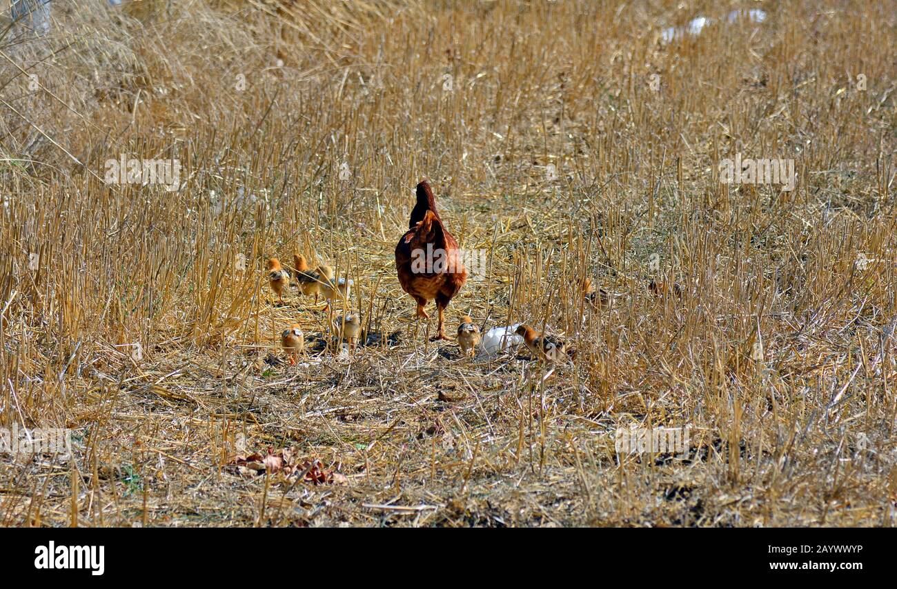 Greece, hen with chicks Stock Photo - Alamy