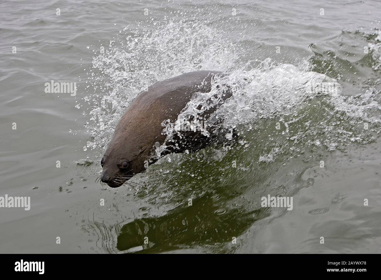 SOUTH AFRICAN FUR SEAL arctocephalus pusillus IN CAPE CROSS IN NAMIBIA ...