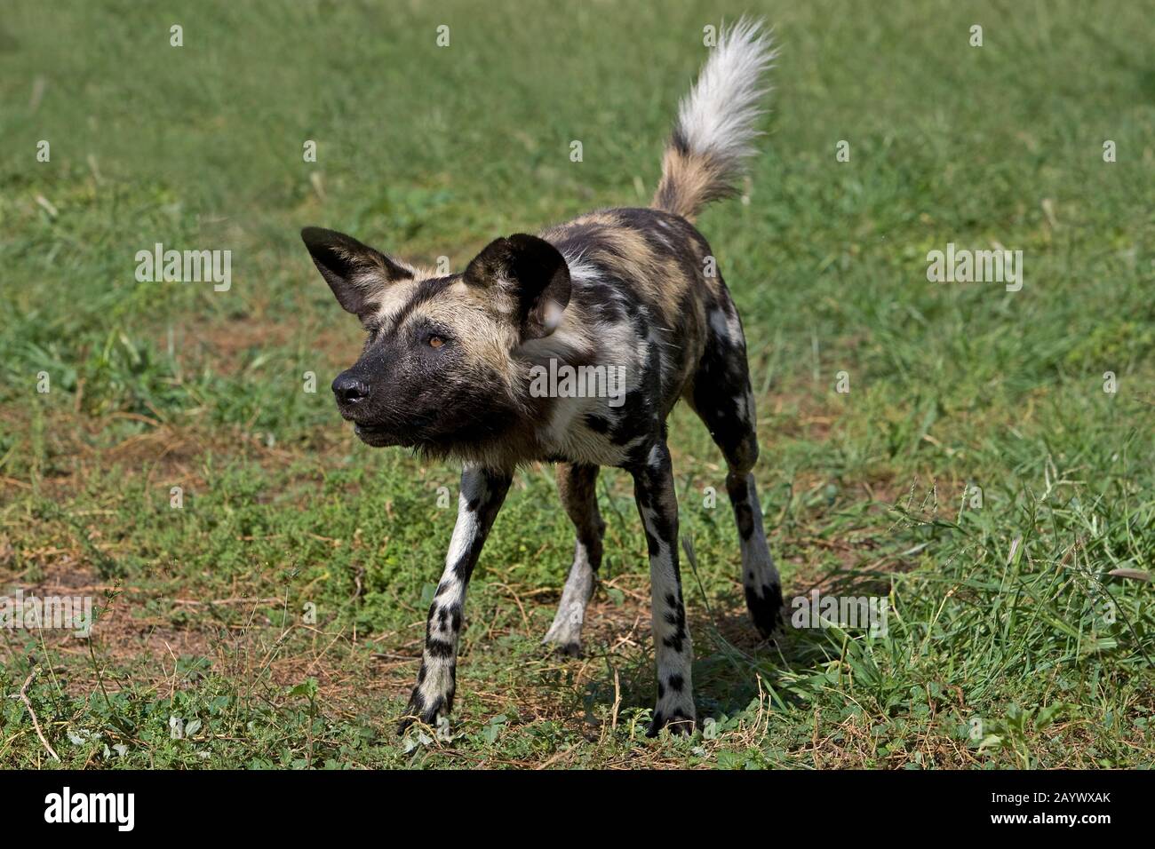 African wild dog lycaon pictus in namibia hi-res stock photography and ...