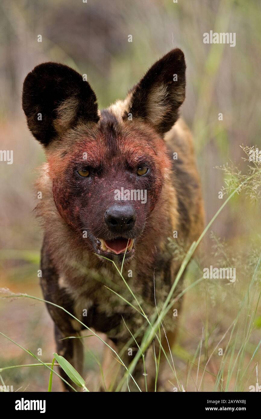 Lycaon pictus blood hi-res stock photography and images - Alamy