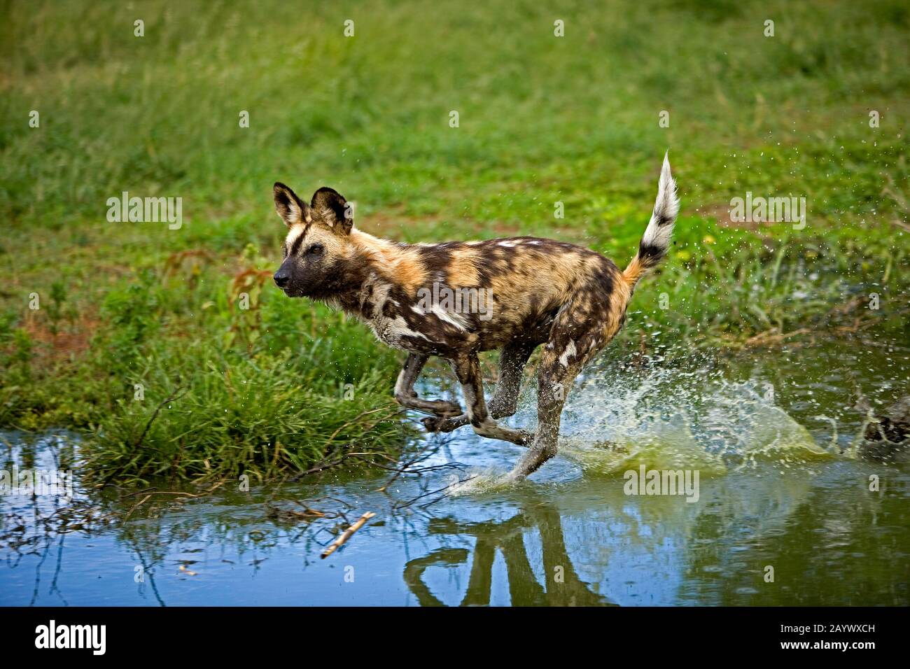 AFRICAN WILD DOG lycaon pictus IN NAMIBIA Stock Photo - Alamy