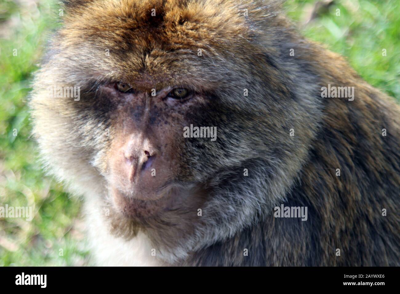 Monkeys face hi-res stock photography and images - Alamy