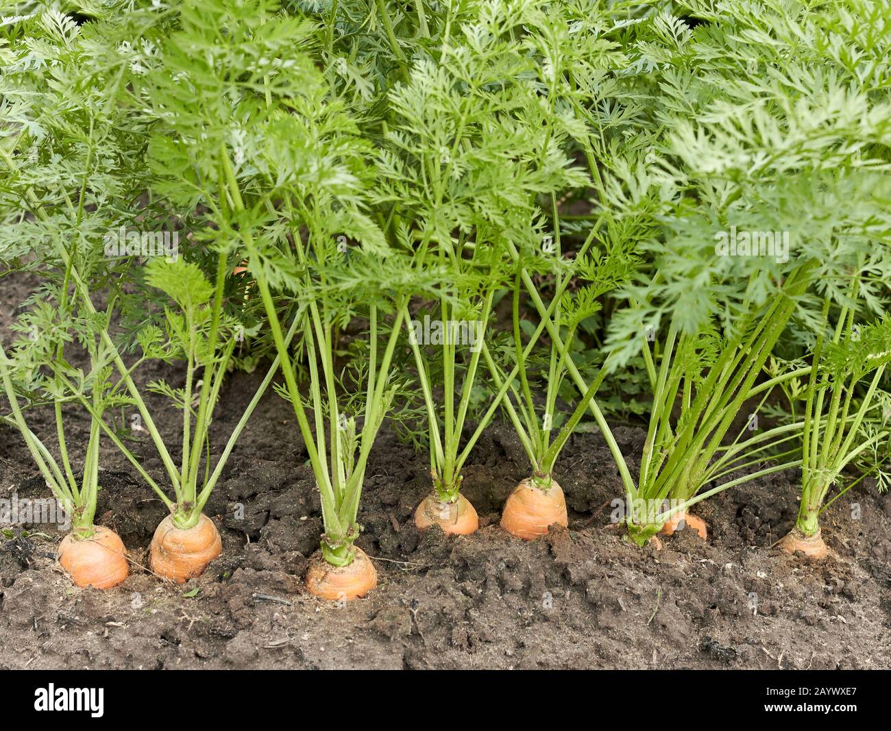 Hybrid carrot hi-res stock photography and images - Alamy