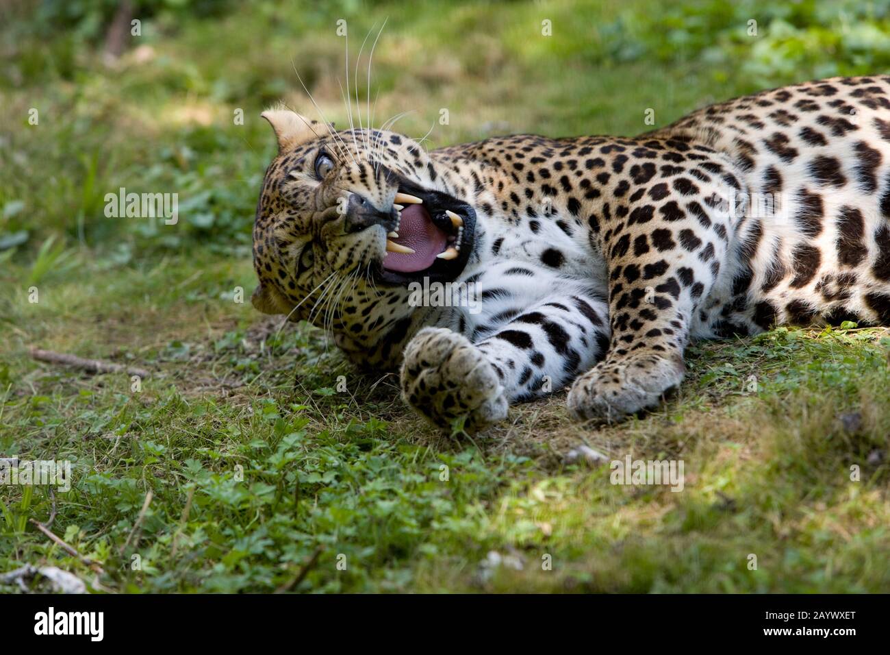AMUR LEOPARD panthera pardus orientalis Stock Photo - Alamy