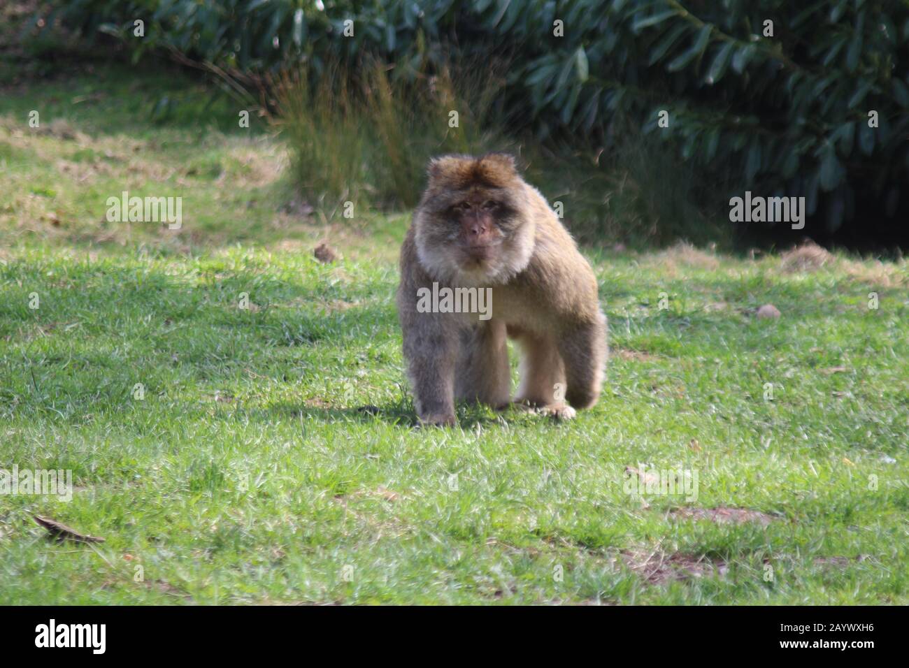 monkey on all fours Stock Photo - Alamy