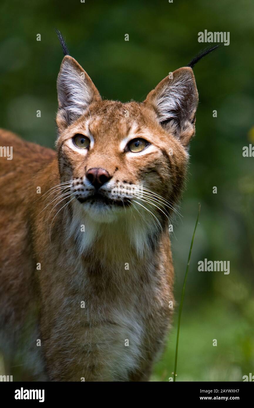 SIBERIAN LYNX lynx lynx wrangeli Stock Photo - Alamy