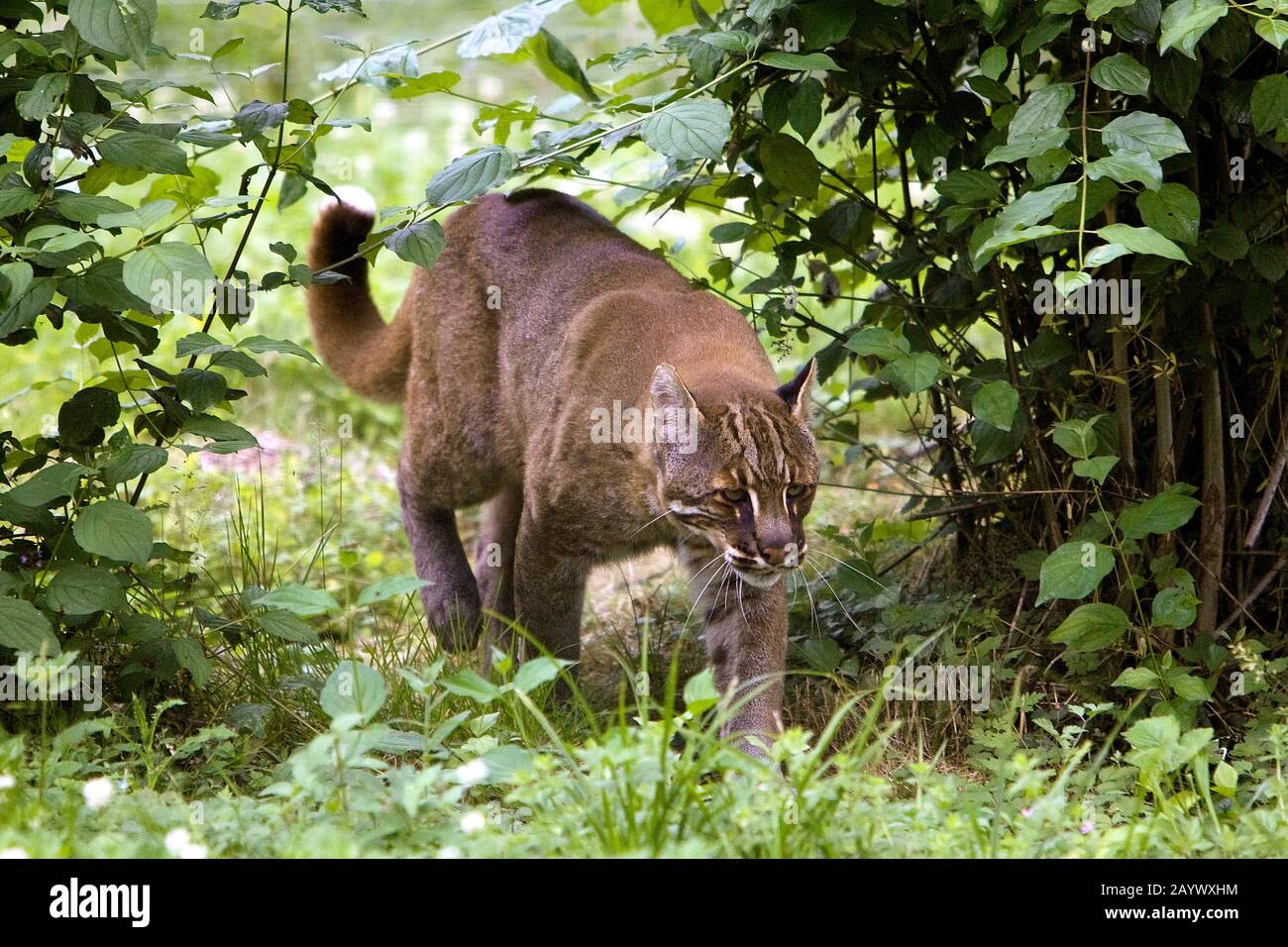 Asian golden cat hi-res stock photography and images - Alamy