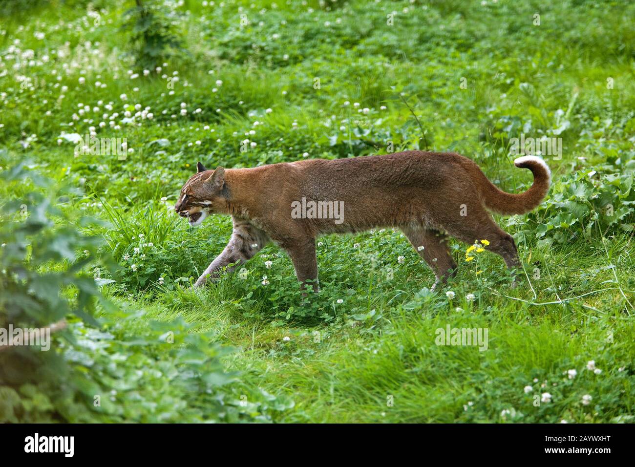 Asian golden cat hi-res stock photography and images - Alamy