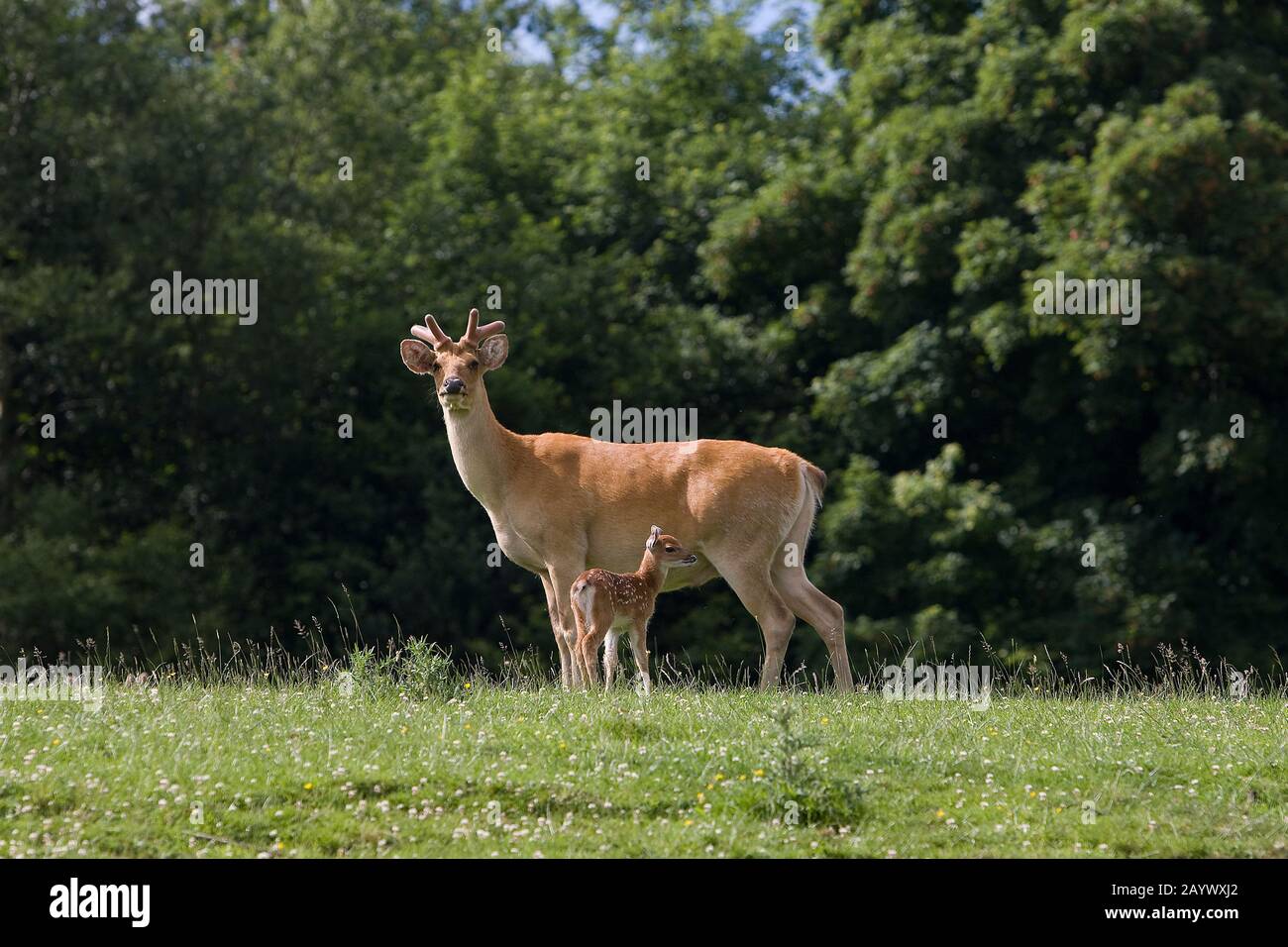 BARASINGHA DEER OR SWAMP DEER cervus duvauceli Stock Photo - Alamy