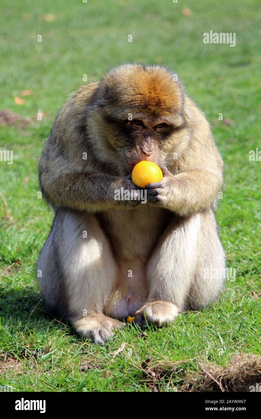 monkey eating fruit Stock Photo - Alamy