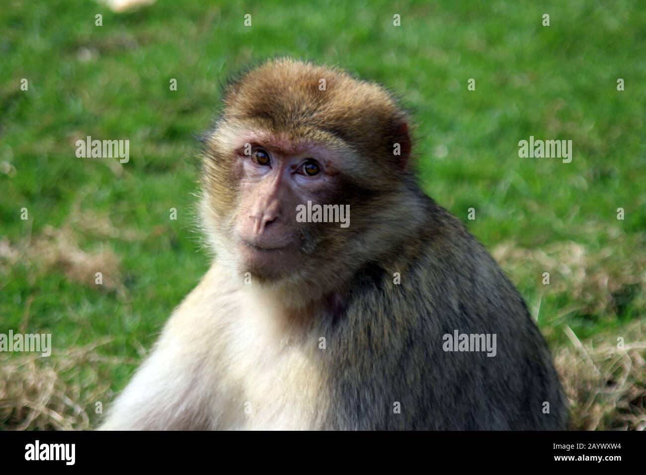 Monkey laughing hi-res stock photography and images - Alamy