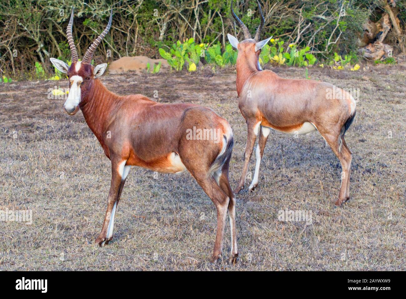 Close up of a pair of Blesbok or Blesbuck antelopes, one looking at ...