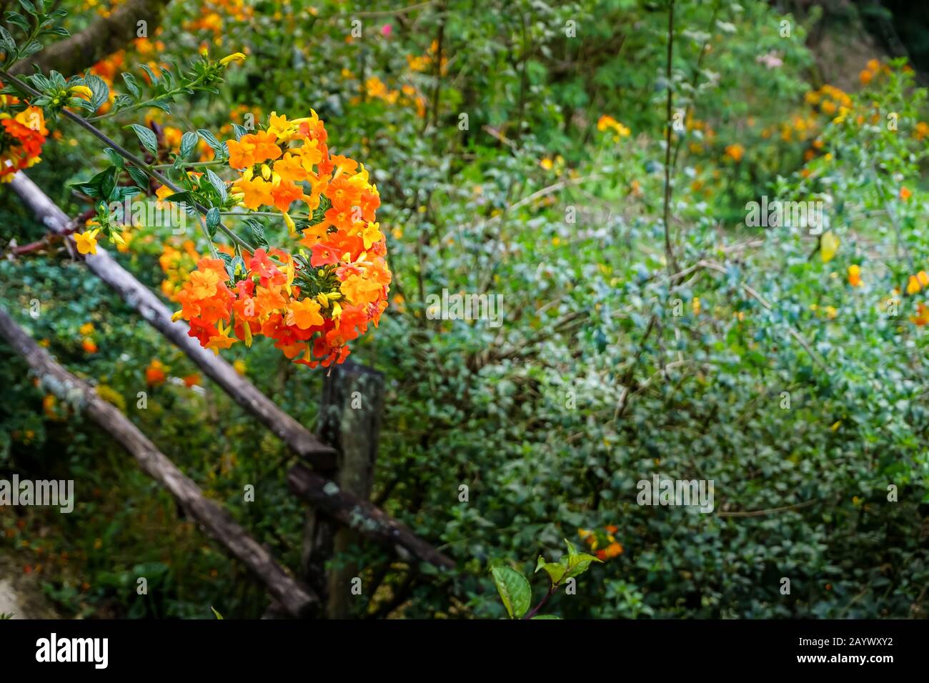 Small clustered flowers hi-res stock photography and images - Alamy