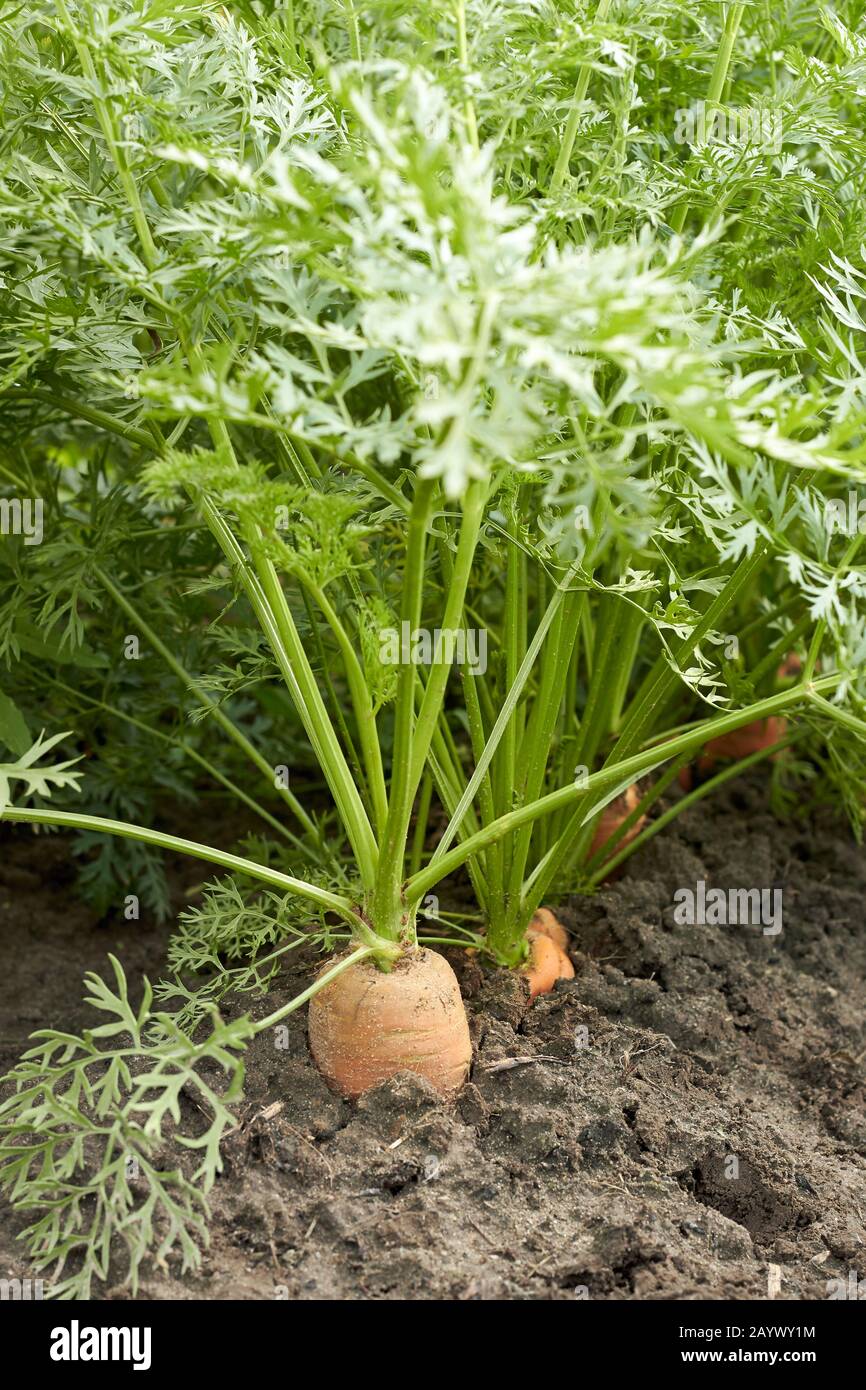 Carrot root plant growing on bed in the field of the vegetable garden ...
