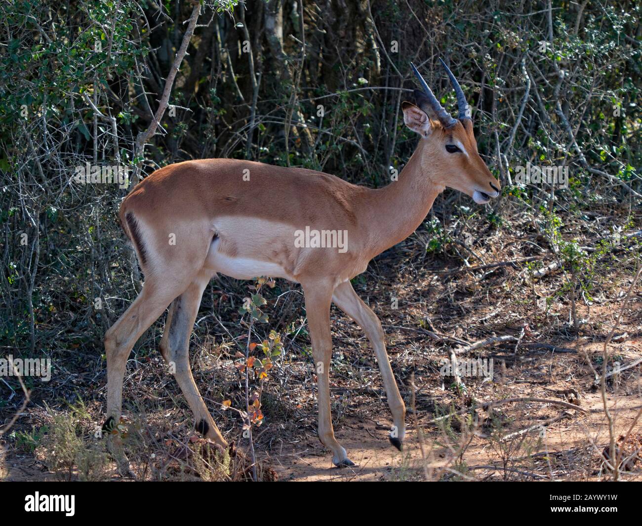 Ourebia ourebi south africa hi-res stock photography and images - Alamy