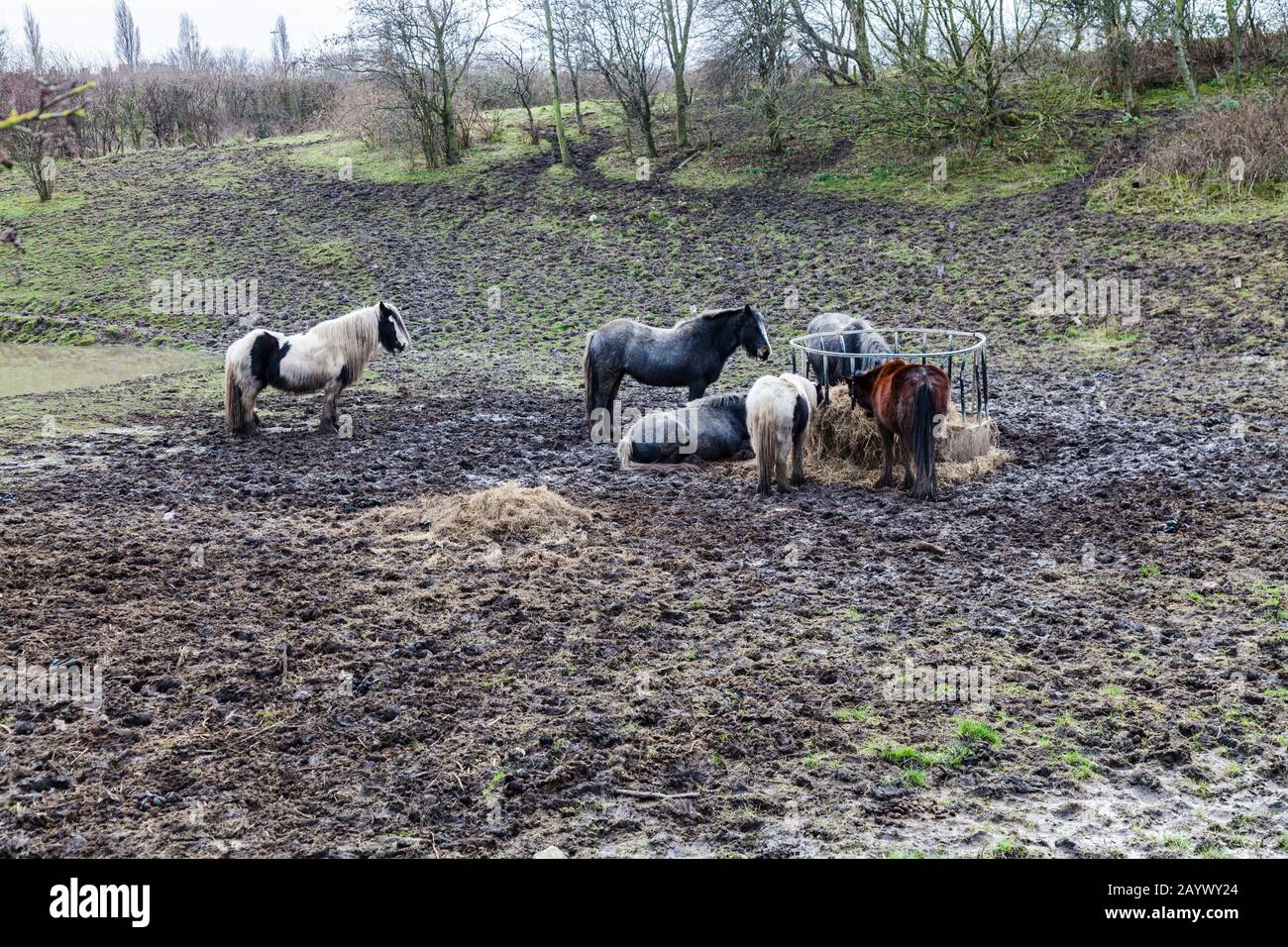 Six horses in a muddy field grazing on the hay left in a container ring ...