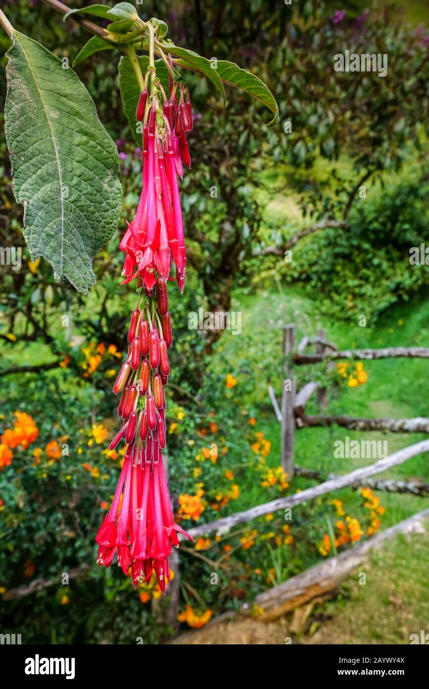 Small clustered flowers hi-res stock photography and images - Alamy