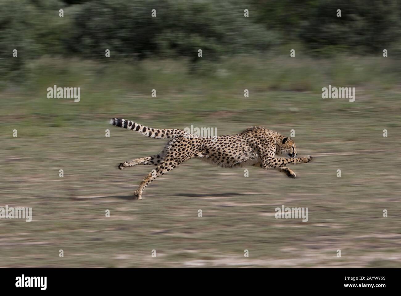 Jaguar Running Speed