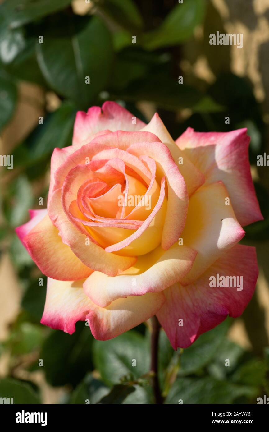 ROSE IN NORMANDY Stock Photo - Alamy