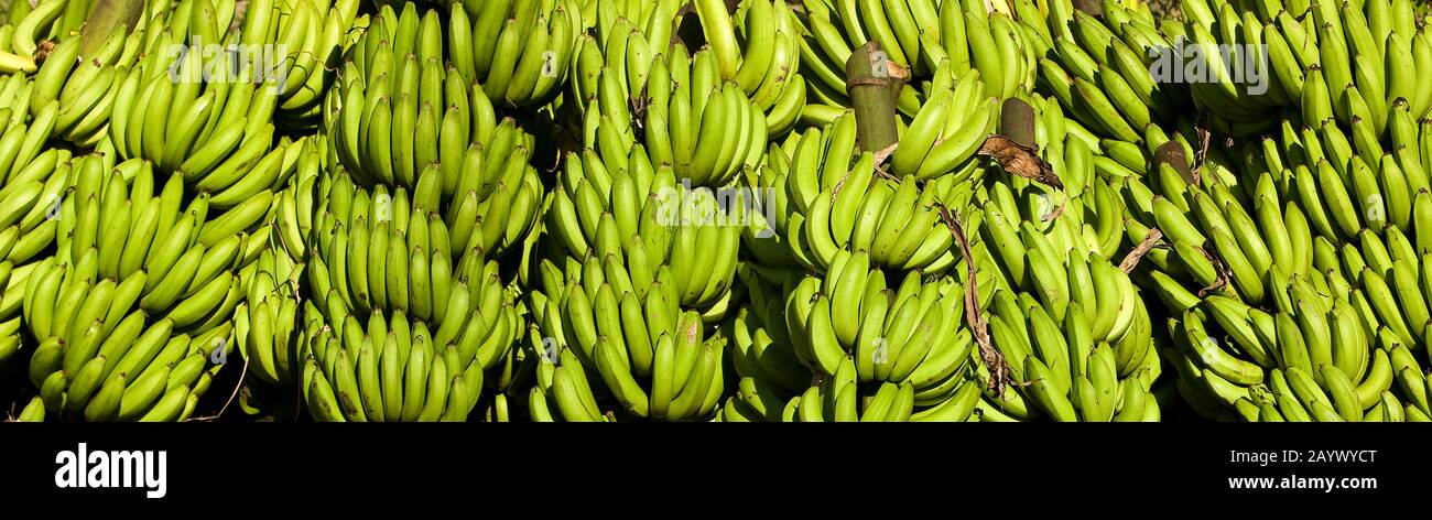 Atalaya peru hi-res stock photography and images - Alamy