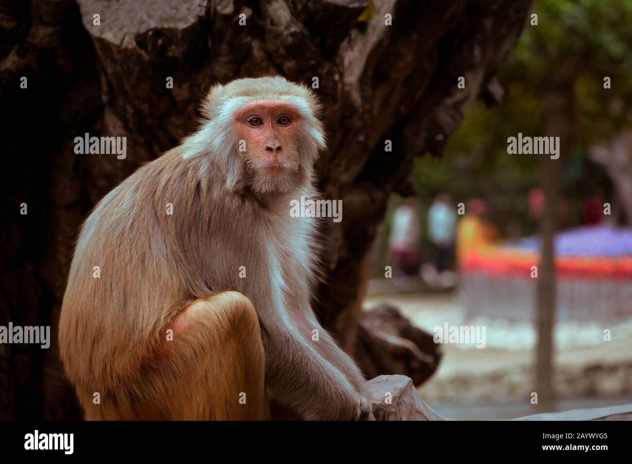 A monkey directly looking towards the camera Stock Photo - Alamy