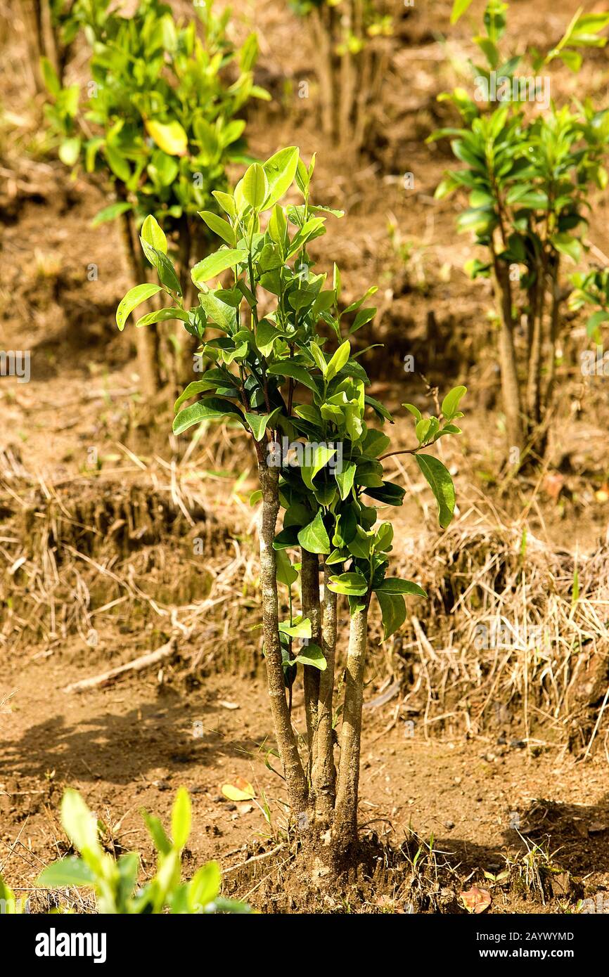 Coca field hi-res stock photography and images - Alamy
