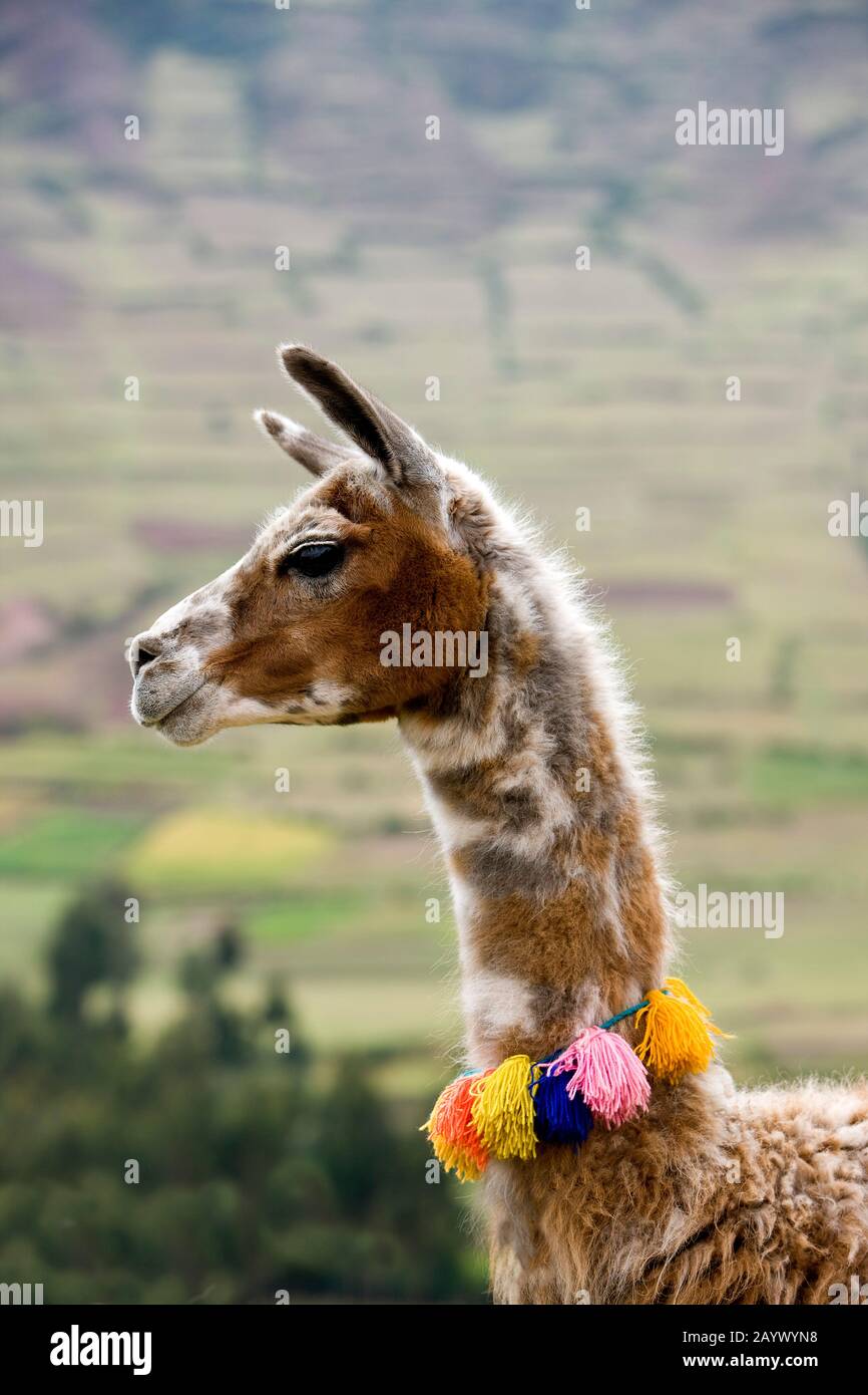 LLAMA lama glama WITH POM-POM NEAR CUZCO IN PERU Stock Photo - Alamy