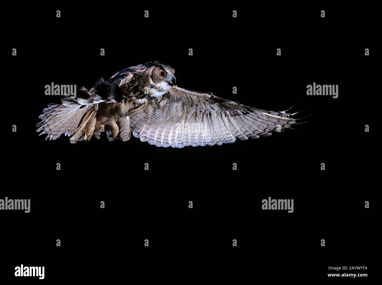 EUROPEAN EAGLE OWL bubo bubo FLYING Stock Photo - Alamy