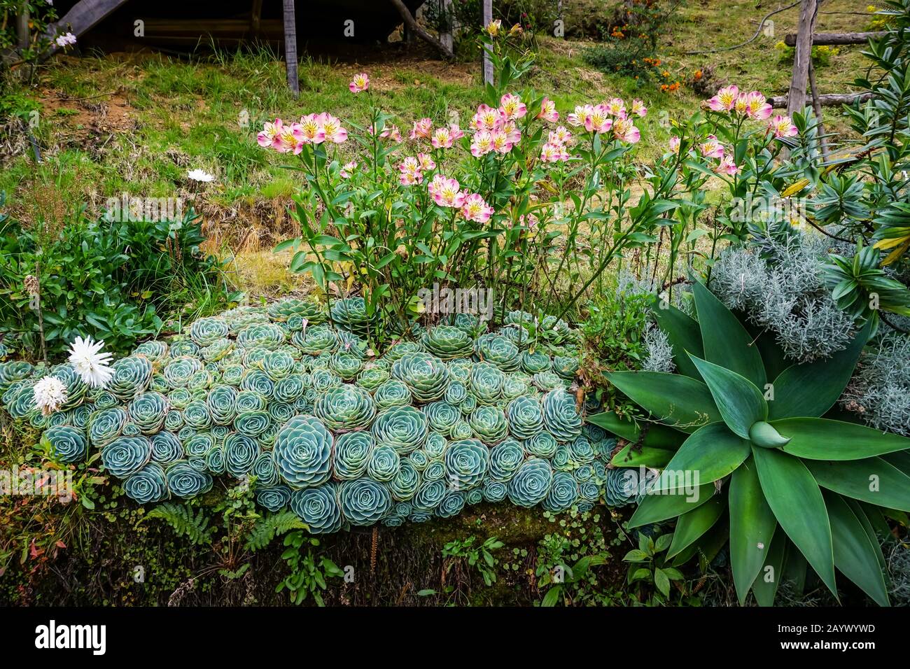 White mexican rose hi-res stock photography and images - Alamy