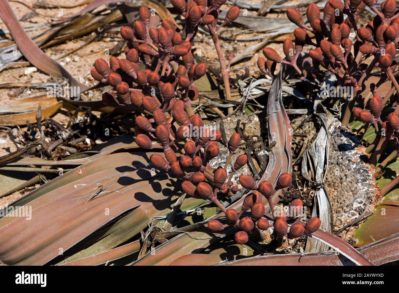 Welwitschia, welwitschia mirabilis, Living Fossil, Namib Desert in ...