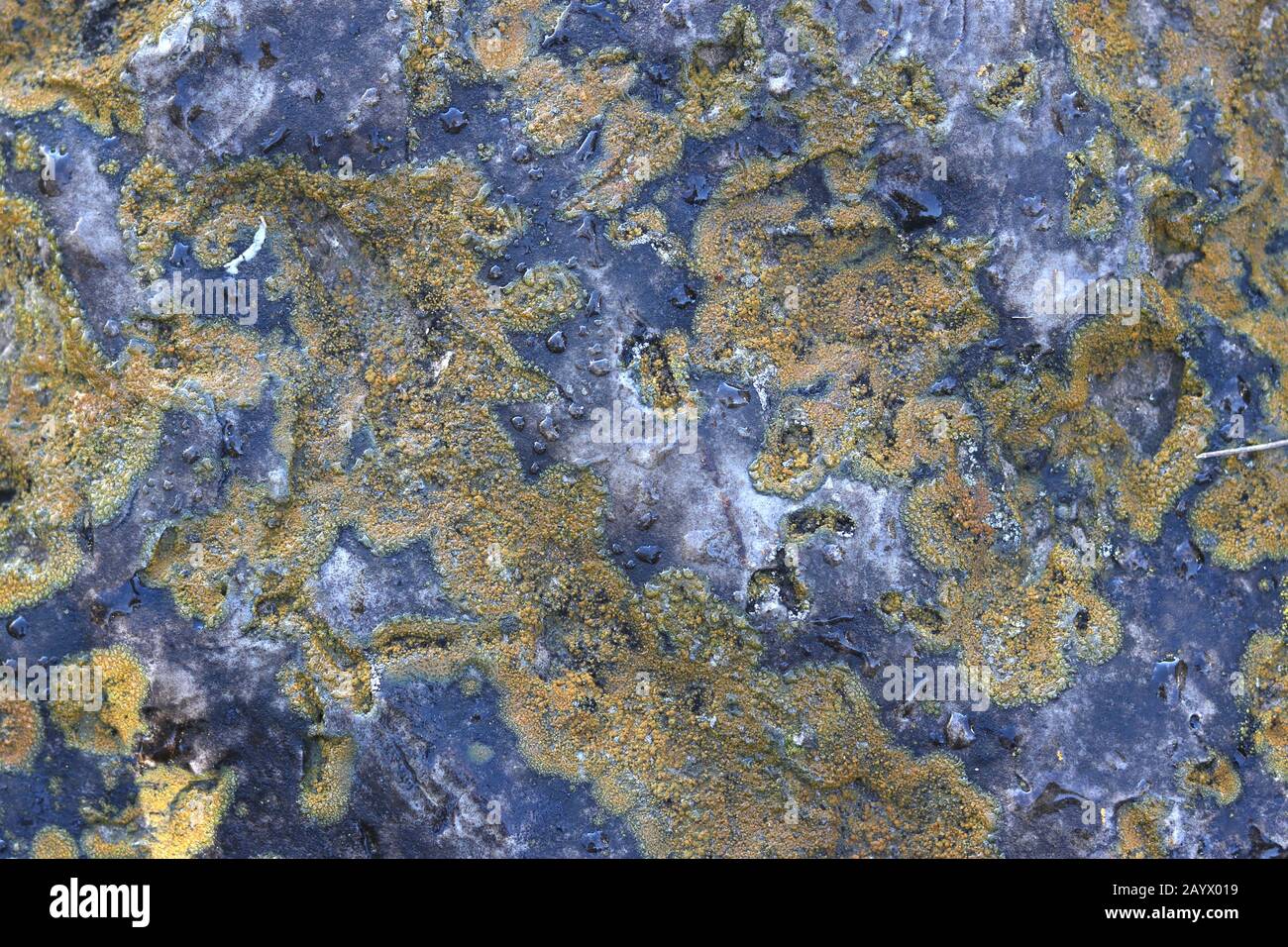 Green moss grey rock hi-res stock photography and images - Alamy