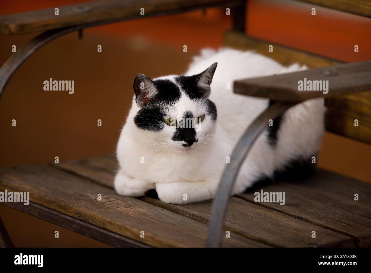 DOMESTIC CAT ON A CHAIR IN NAMIBIA Stock Photo - Alamy