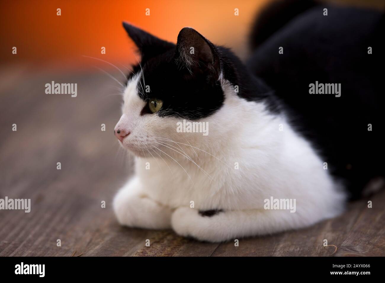 DOMESTIC CAT IN NAMIBIA Stock Photo - Alamy