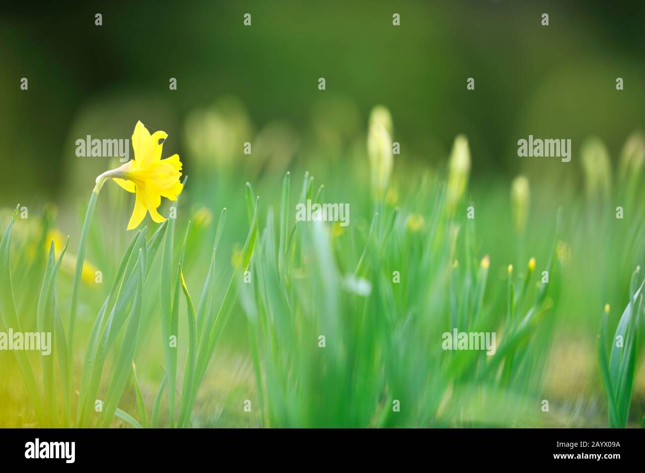 Daffodils field hi-res stock photography and images - Alamy