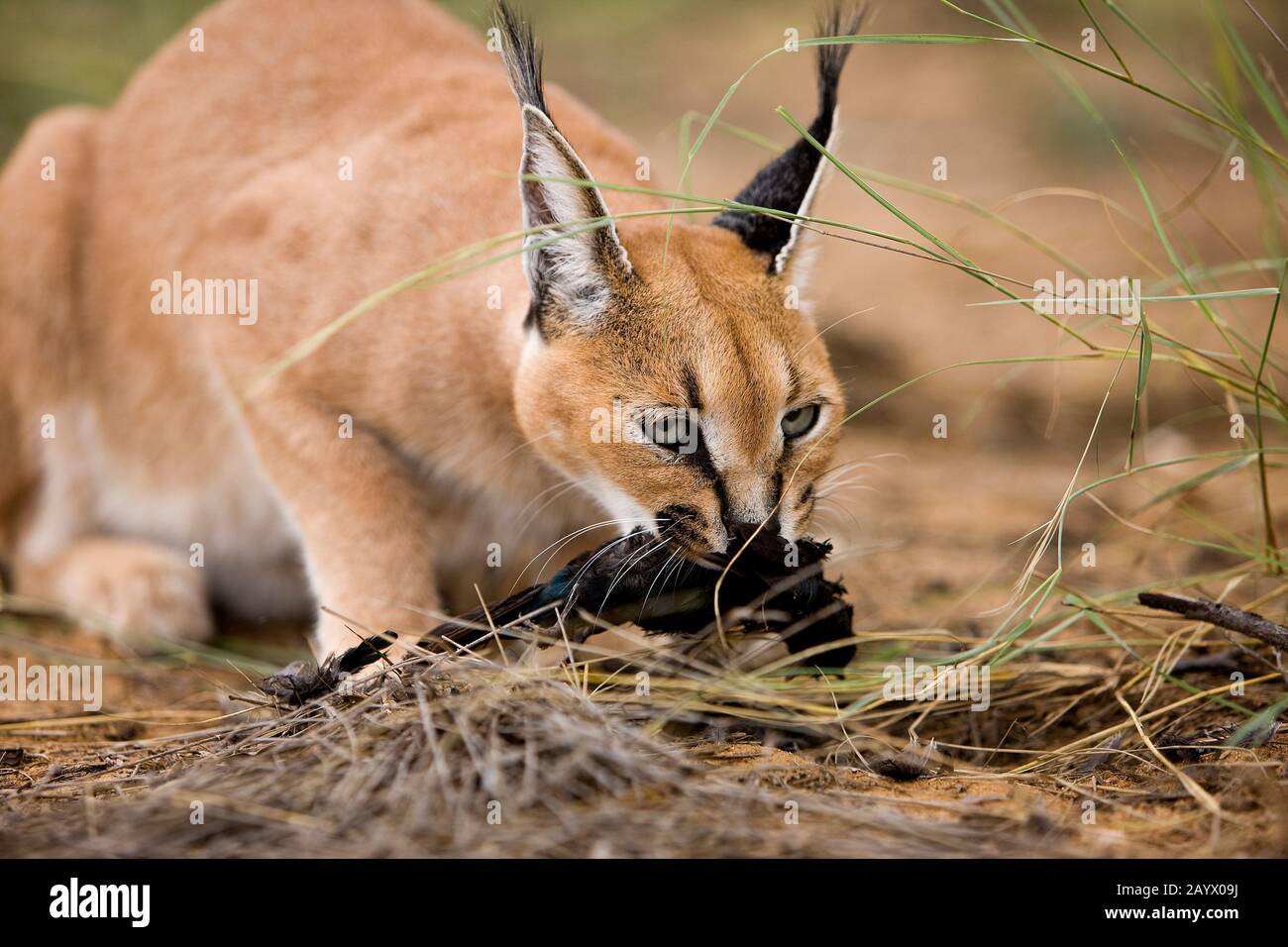 Caracal hunting hi-res stock photography and images - Alamy