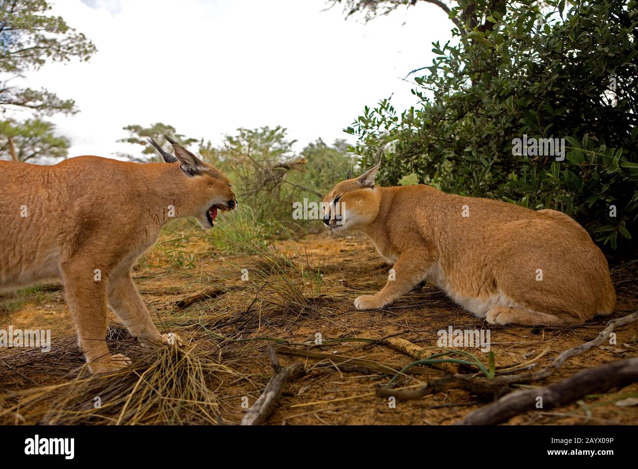 Caracal standing hi-res stock photography and images - Alamy