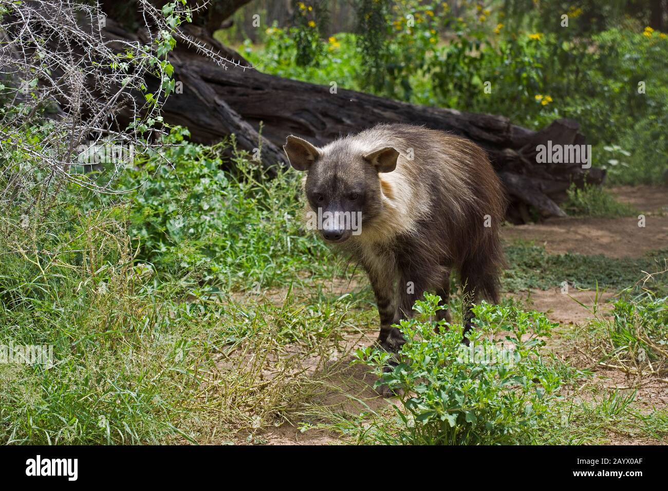 BROWN HYENA parahyaena brunnea Stock Photo - Alamy