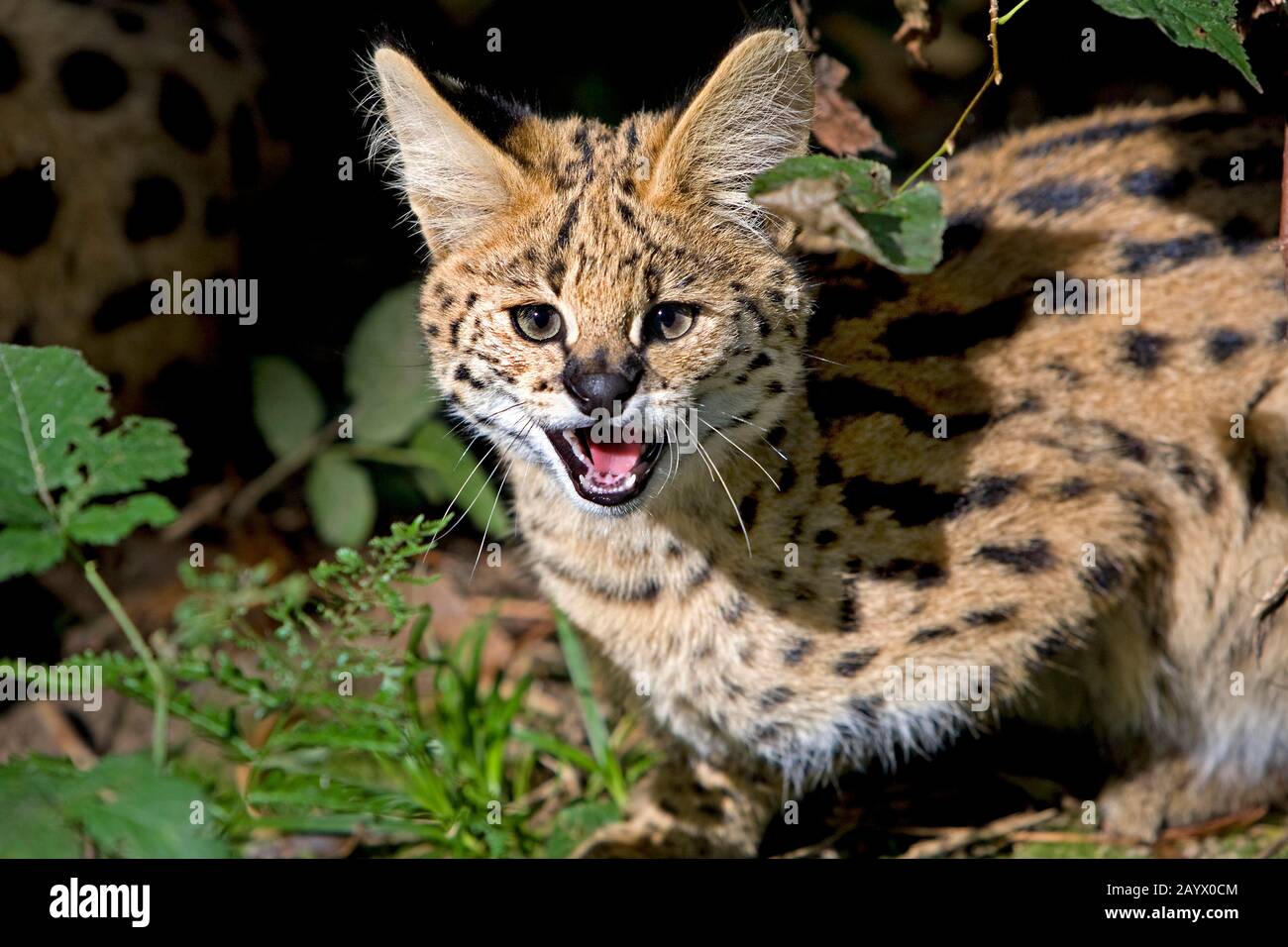 SERVAL leptailurus serval Stock Photo - Alamy