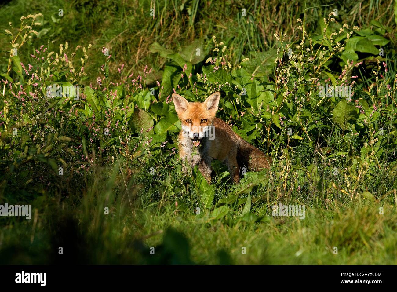 Red fox front view photo hi-res stock photography and images - Alamy