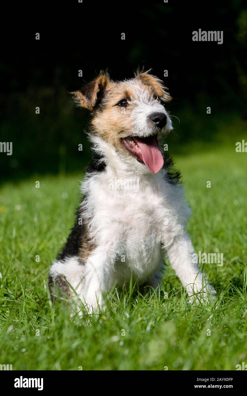 Wire haired fox terrier hi-res stock photography and images - Alamy