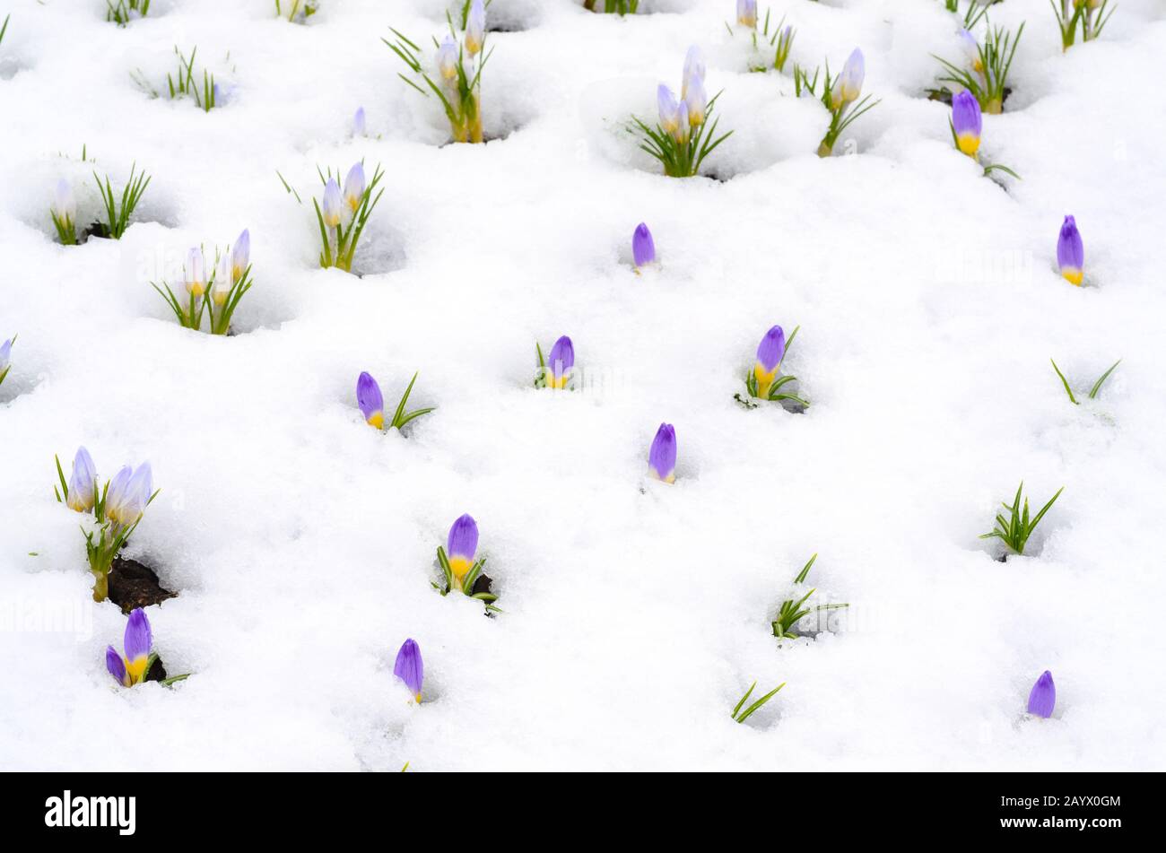 Purple crocuses in the snow hi-res stock photography and images - Alamy