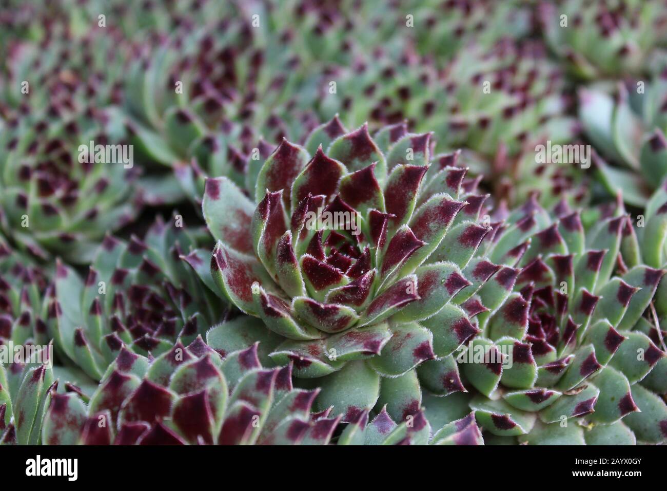 The picture shows houseleek in the garden in the summer Stock Photo - Alamy
