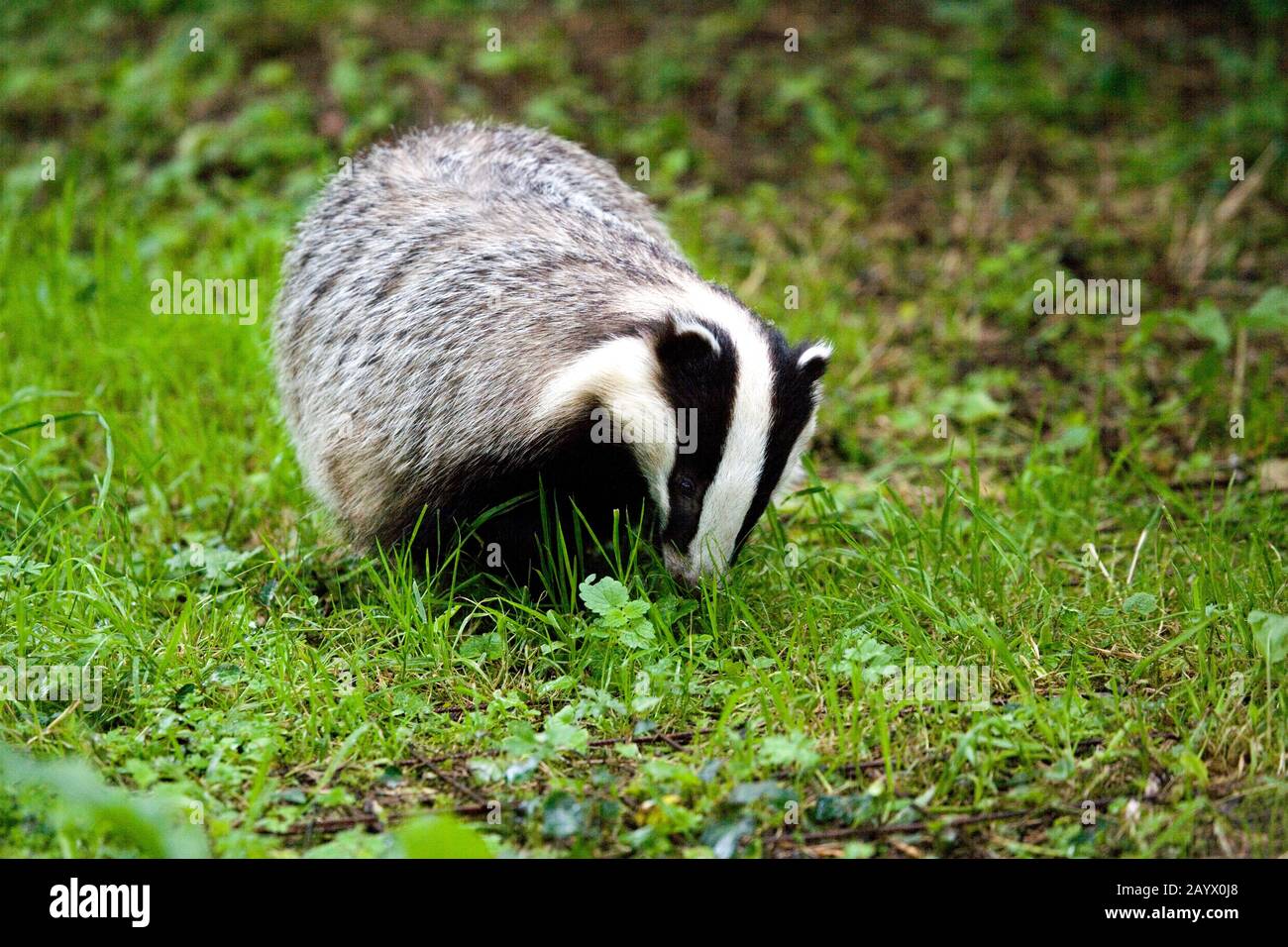EUROPEAN BADGER meles meles IN NORMANDY Stock Photo - Alamy