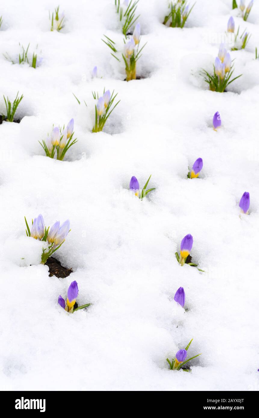 Crocus snow vertical nobody hi-res stock photography and images - Alamy
