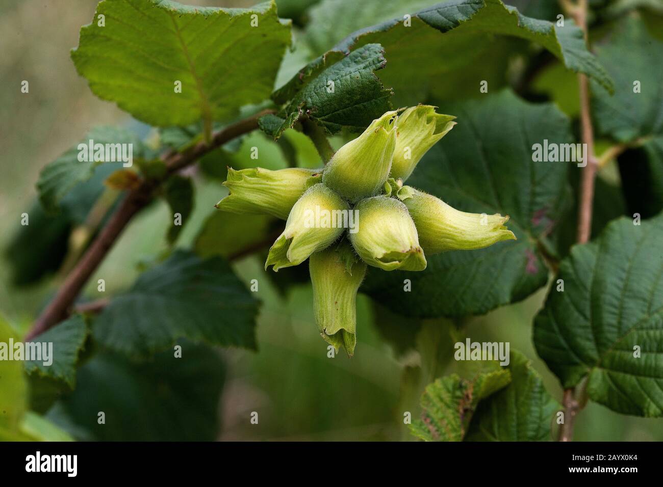Hazelnut tree in normandy hi-res stock photography and images - Alamy