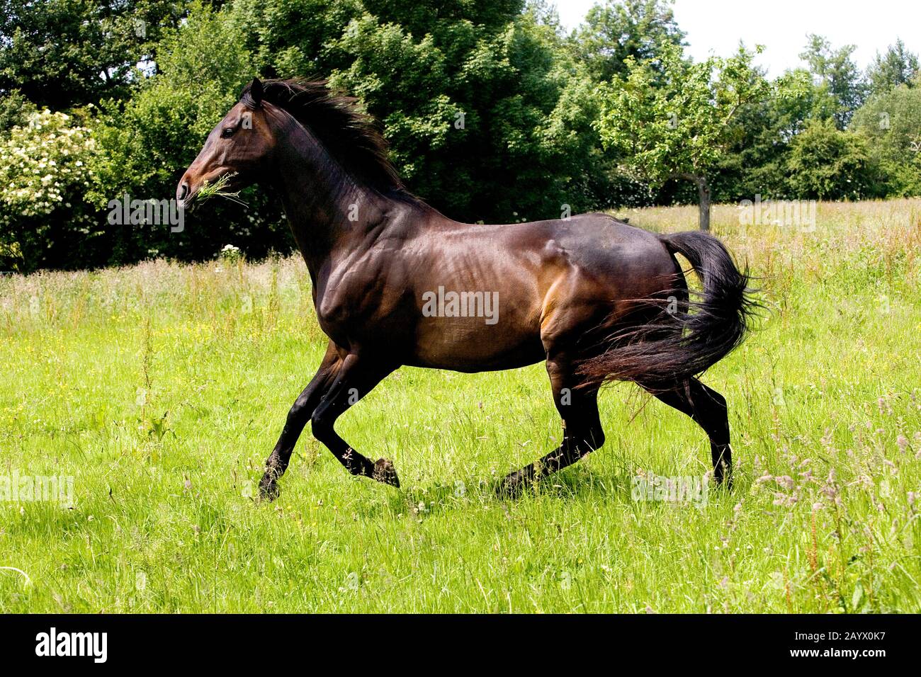 English thoroughbred horse hi-res stock photography and images - Alamy